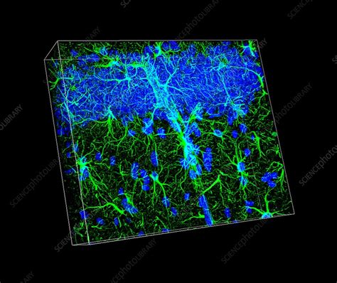 Brain Cells Fluorescence Micrograph Stock Image C0234119