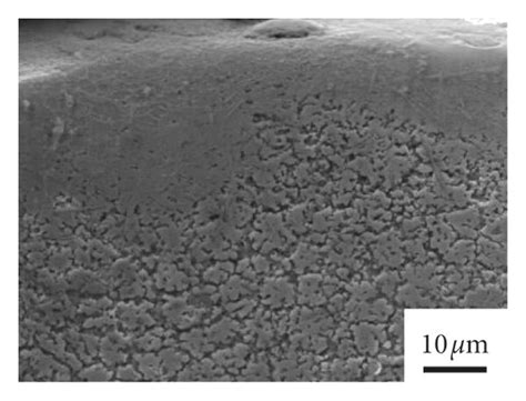 The Sem Photographs Of The Laser Cladding Coatings For Different Ceo2 Download Scientific
