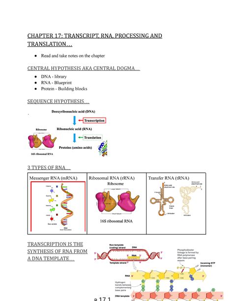 Chapter 17 Transcript Rna Processing And Translation… Chapter 17 Transcript Rna