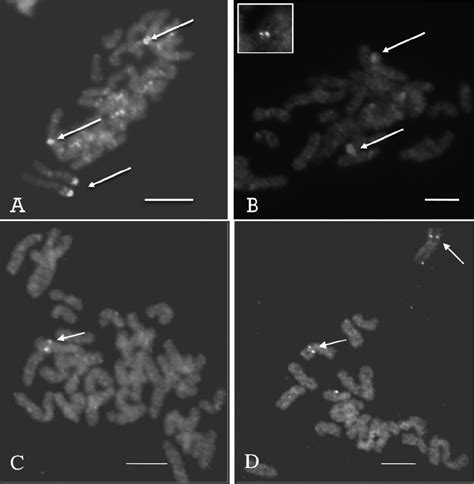 Strongylocentrotus Purpuratus Chromosomes Counterstained With Dapi Download Scientific Diagram