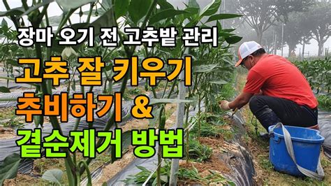 고추추비하기 방아다리 곁순 제거 고추키우기 복합비료와 요소비료 비료주기 순차별 비료주는방법 추비 Youtube