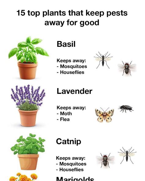 10 Diy Homemade Natural Non Toxic Insect And Bug Repellents Best Recipes