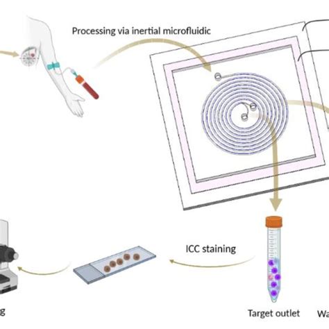 Pdf Clinical Isolation Of Breast Cancer Circulating Tumor Cells With