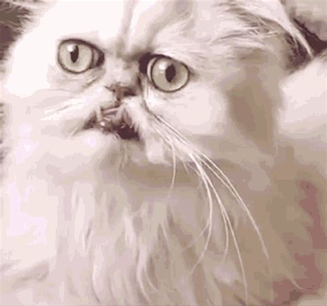 Crazy Cat Meme