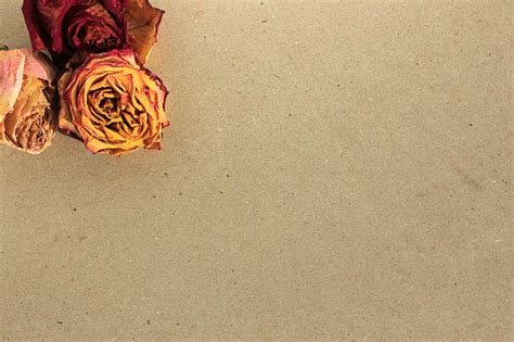 장미 꽃잎 햇빛과 그림자흰색 종이 배경에 잎의 건조 싹을 배치의 프레임 휴일 인사말 카드의 플랫 누워 축제 꽃 Сoncept 공간을 복사합니다 가을에 대한 스톡 사진 및