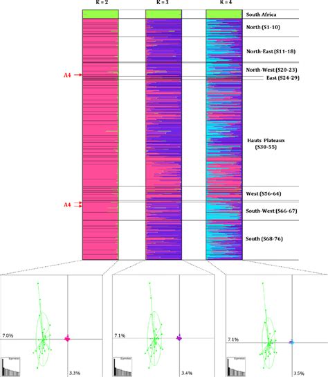 Population Structure And Euclidean Distances Among Genetic Clusters Download Scientific Diagram