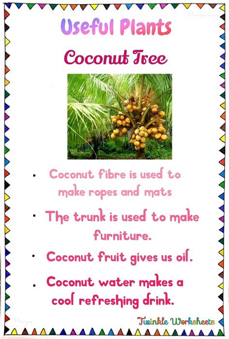 Coconut Fiber Coconut Tree Plant Projects English Vocabulary Words