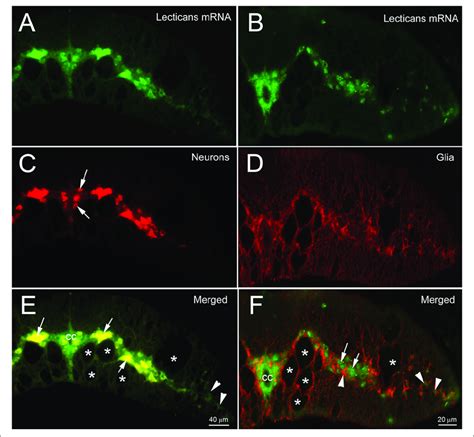 expression of lectican mrnas in neurons and glia transverse sections