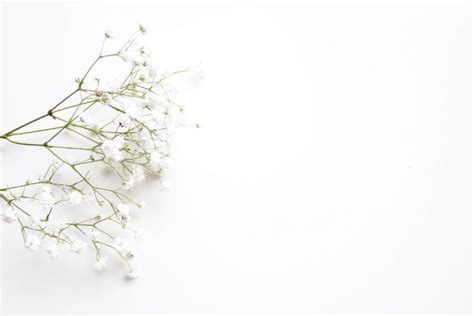 Минималистичные фоны с растениями 48 фото красивые картинки Цветочные фоны Цветы Минимализм