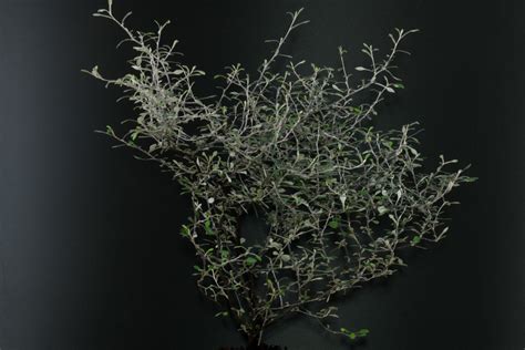 Corokia Cotoneaster