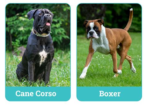 Cane Corso Boxer Mix