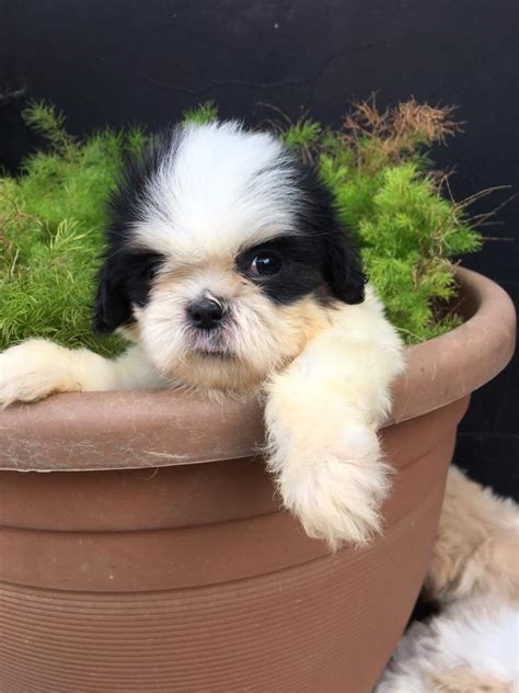 Our Both Sex Lhasa Apso Beautiful Fur Babies Pets Nigeria