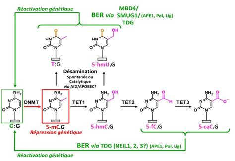 Démétylation Active De Ladn Via Le Système Ber Download Scientific Diagram
