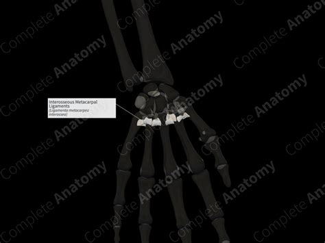 Interosseous Metacarpal Ligaments Right Complete Anatomy
