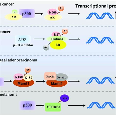 Schematic Representation Of Transcription Related Pathways Regulated By Download Scientific