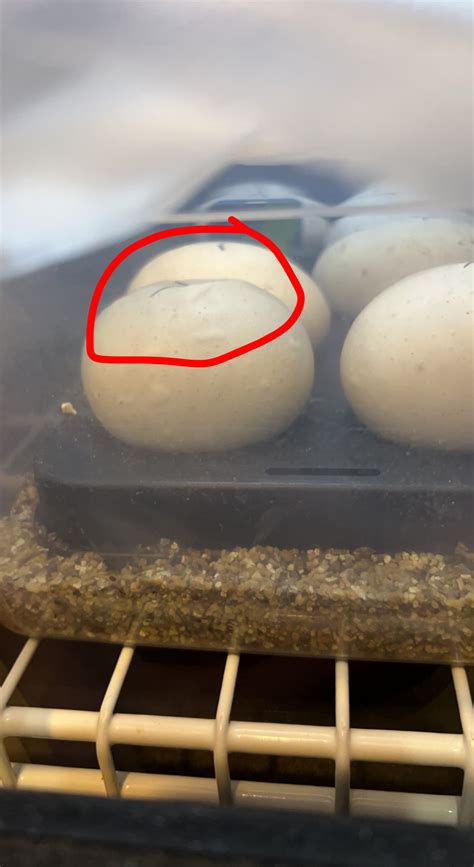 Incubation Question Ball Pythons Morphmarket Reptile Community