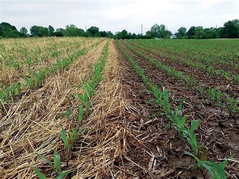 Spring No Till And Cover Crop Strategies For Building Soil Health No