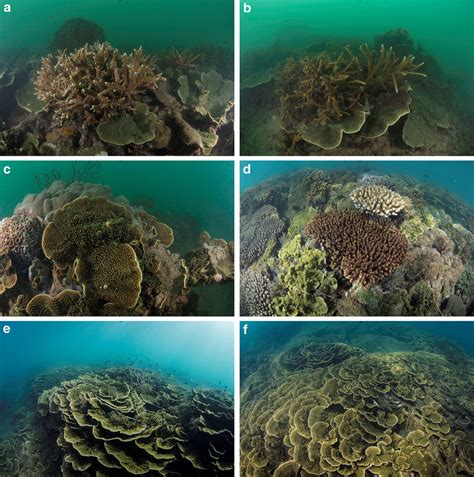 Examples Of Modern Scleractinian Coral Assemblages On A Turbid Inshore Download Scientific