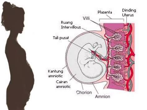 Struktur Fungsi Amnion Plasenta Dan Tali Pusat Pptx