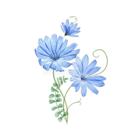Chicory Romantic Flowers Bouquet Isolated On White Blue Sailor