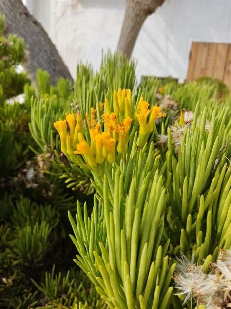 How To Grow Kleinia Barbertonica Earthone