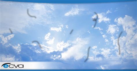 Clear Floaters In Vision