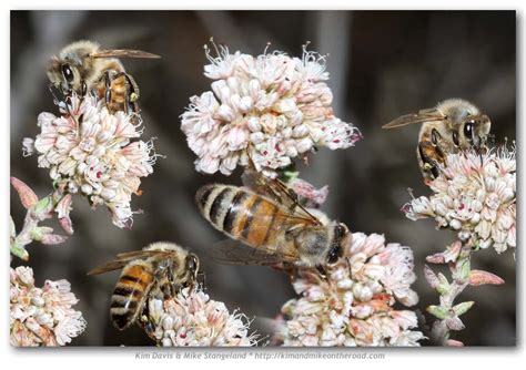 Apis Mellifera Ligustica European Honeybee
