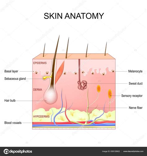 Anatomi Kulit Struktur Dan Lapisan Kulit Epidermis Dermis Hipodermis