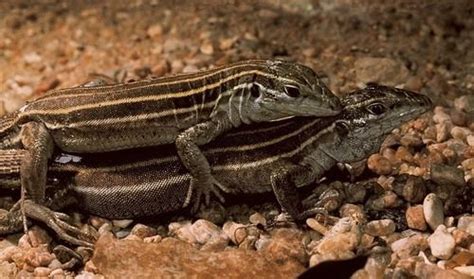 Desert Grassland Whiptail Lizard Alchetron The Free Social Encyclopedia