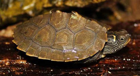 Native Turtles Of Missouri With Pictures