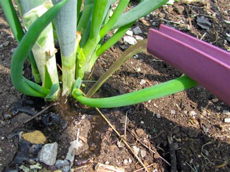 How To Brew Aerated Compost Tea And 5 Reasons Why You Should