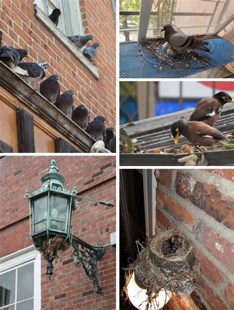 Why Bird Netting Viraj Enterprises