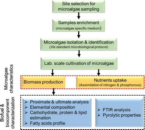Isoaltion Identification Nutrient Removal And Characterization Of Download Scientific