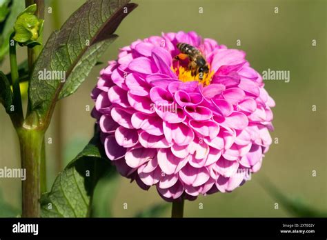 Dahlia Franz Kafka Pink Lavender Dahlia Flower Miniature Stock Photo Alamy