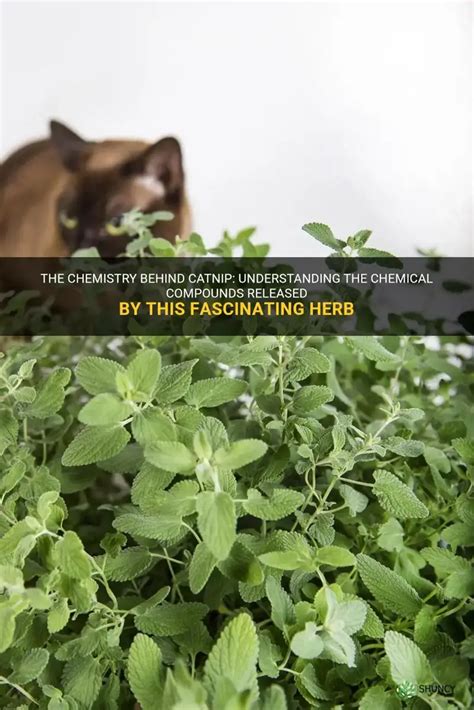 The Chemistry Behind Catnip Understanding The Chemical Compounds
