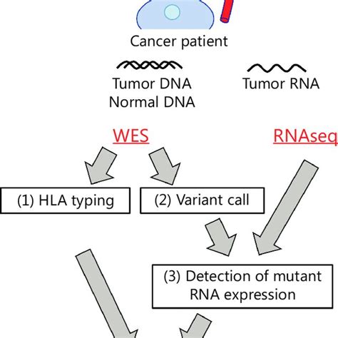 Workflow Of Neoantigen Prediction Pipeline From Genome Sequencing Data Download Scientific