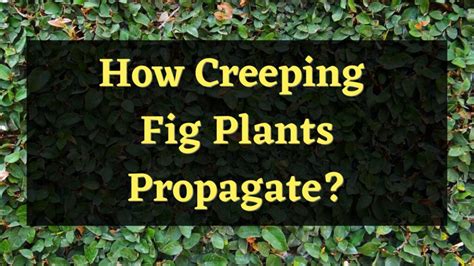 How To Propagate Creeping Fig Plants Heres How — Plantworksnyc