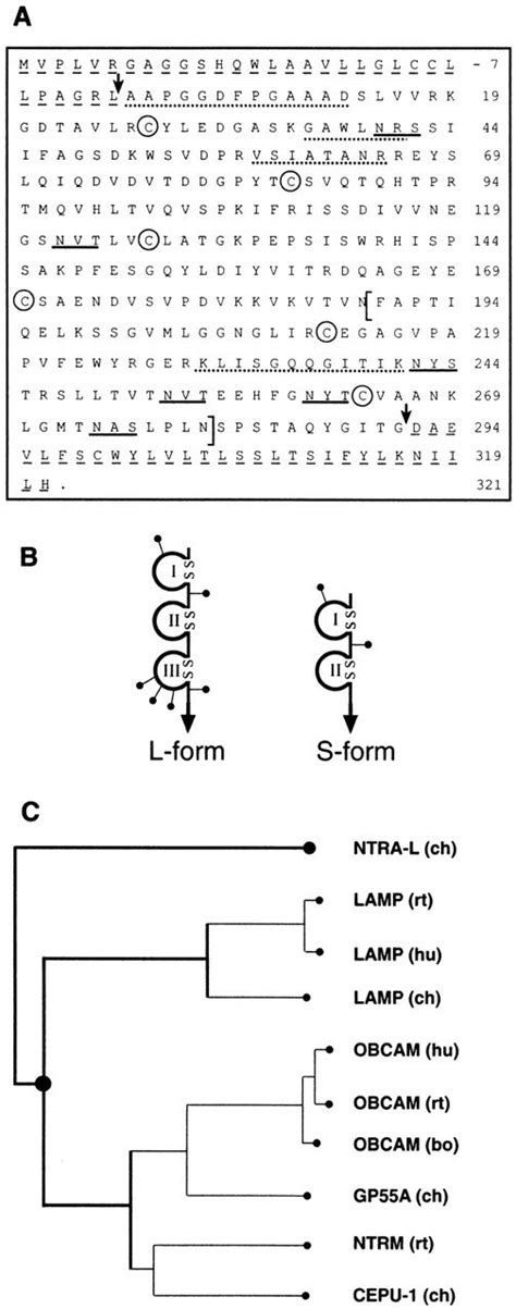 Primary Structure Domain Models Of Neurotractin And Sequence