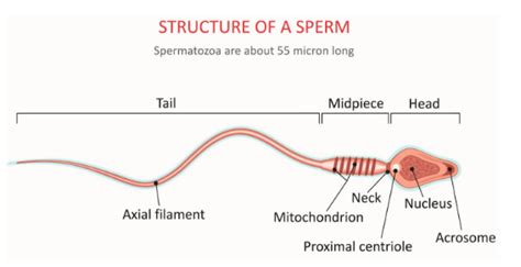 Structure Of Sperm Mcq Practice Questions Answers
