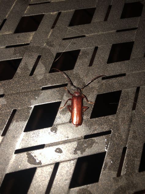 What In The Roach Looking Bug Is It Rwhatsthisbug