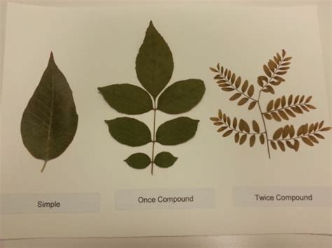 Tree Identification How To Use A Dichotomous Key Protocol