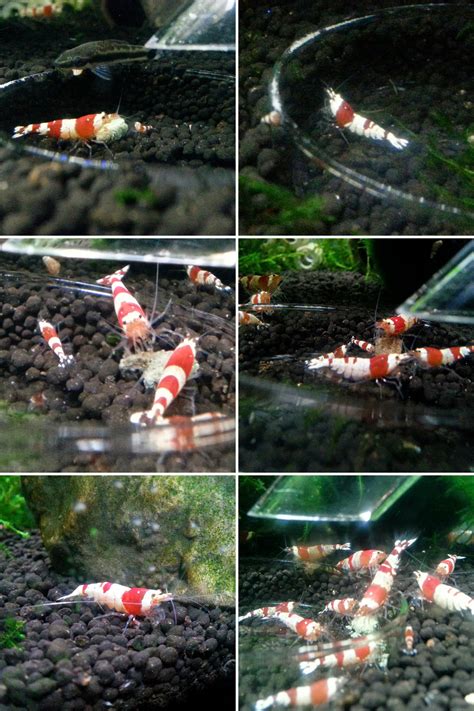 My Old Bug Collection Rshrimpsisbugs