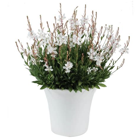 Steffi™ White Gaura Gaura Lindheimeri Monrovia Plant