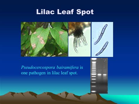 Molecular Identification Of Pathogens In Nursery Crops Ppt Download