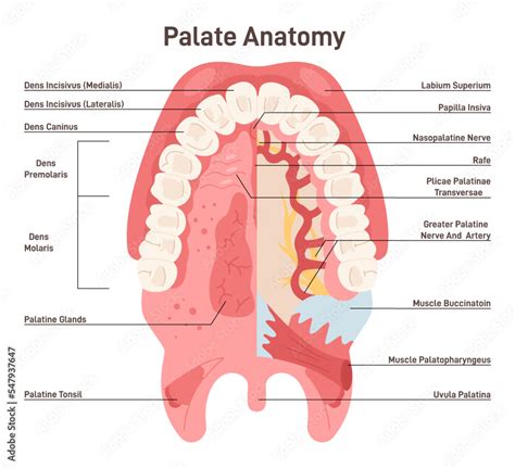 Palate Anatomy Human Oral Cavity Inferior Surface Of Upper Jaw