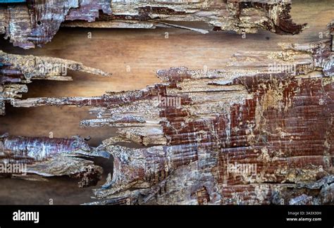 Termite Damage Affects Structural Integrity A Termite Eats Through