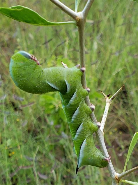 On Pale Wolfberry Maybe Sagenosoma Elsa Elsa Sphinx In West Central New Mexico No Not