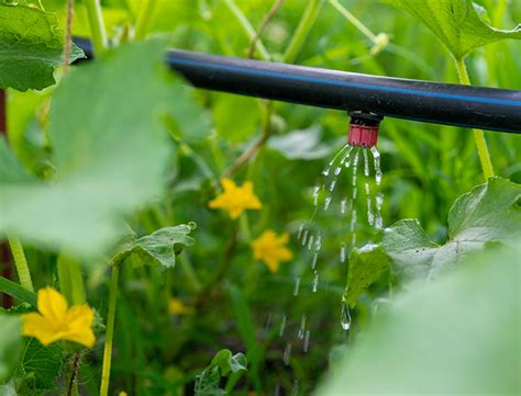 Drip Irrigation Essentials How To Install And Maintain Your System