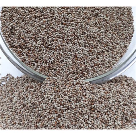 Perrilla Seed Bhangjeera Perilla Frutescens Himalaya 2 Home 25 Naturessoulshop