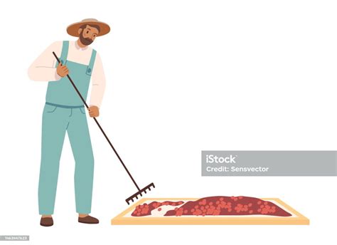 커피 생산을 위해 일하는 농장의 남자 커피 콩을 말리는 제복을 입은 고립된 남성 커피의 공정 및 농장 재배 플랫 스타일의 벡터 커피 마실 것에 대한 스톡 벡터 아트 및 기타